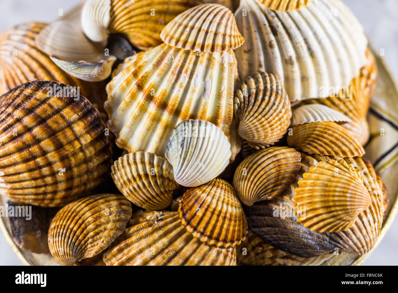 Seashell background hi-res stock photography and images - Alamy