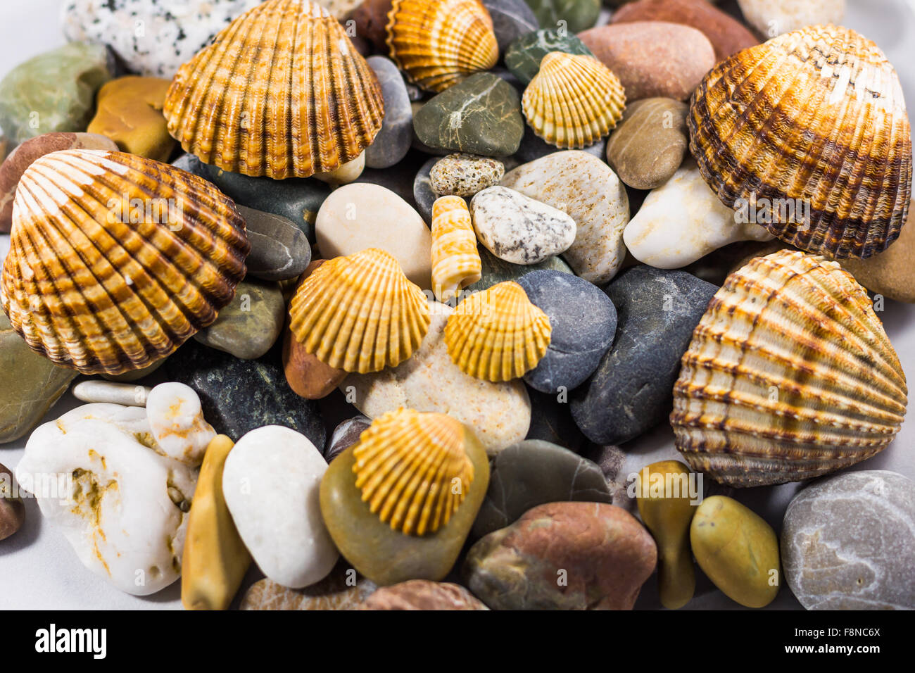 seashells collection isolated, Seashell background Stock Photo - Alamy