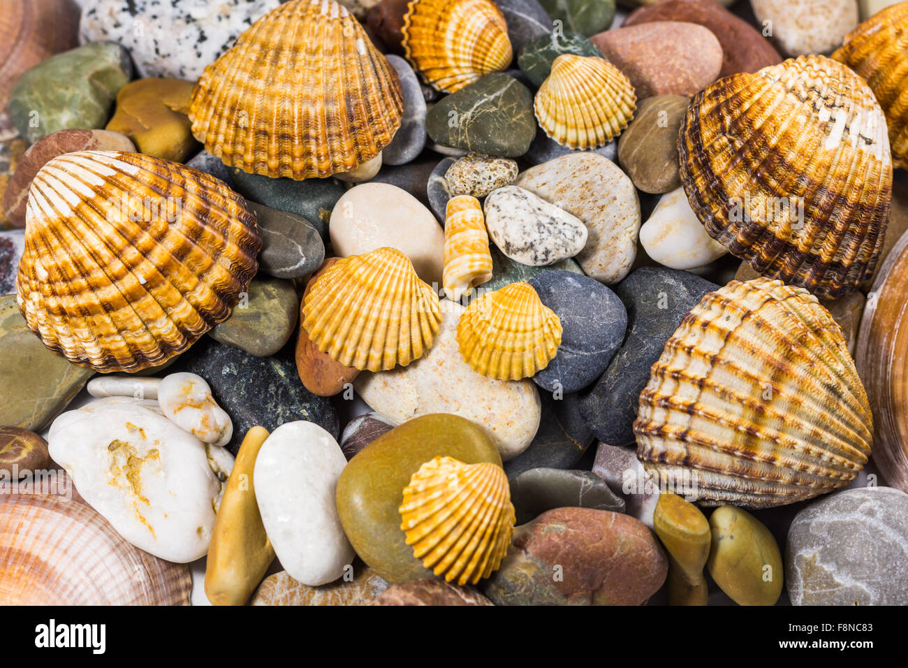 seashells collection isolated, Seashell background Stock Photo - Alamy