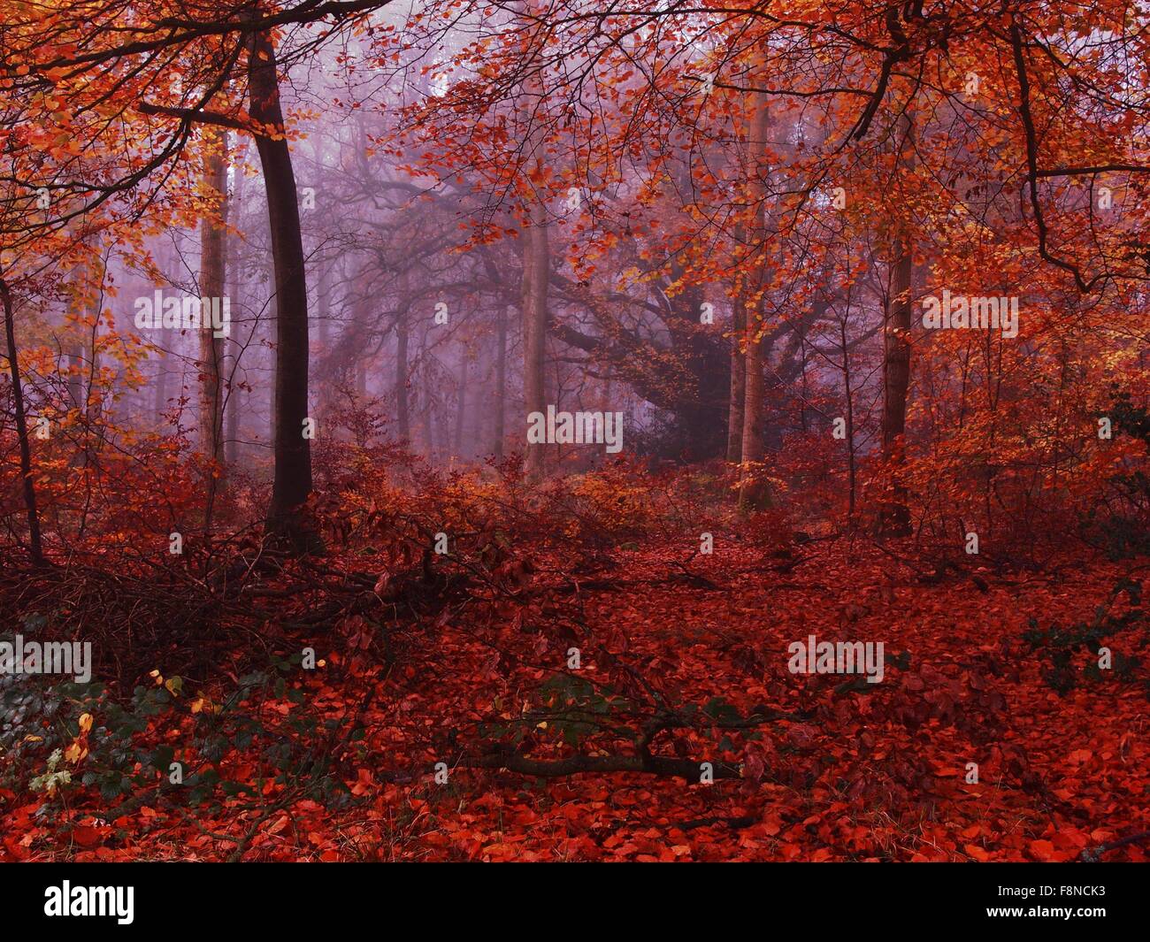 Golden autumn forest Stock Photo - Alamy