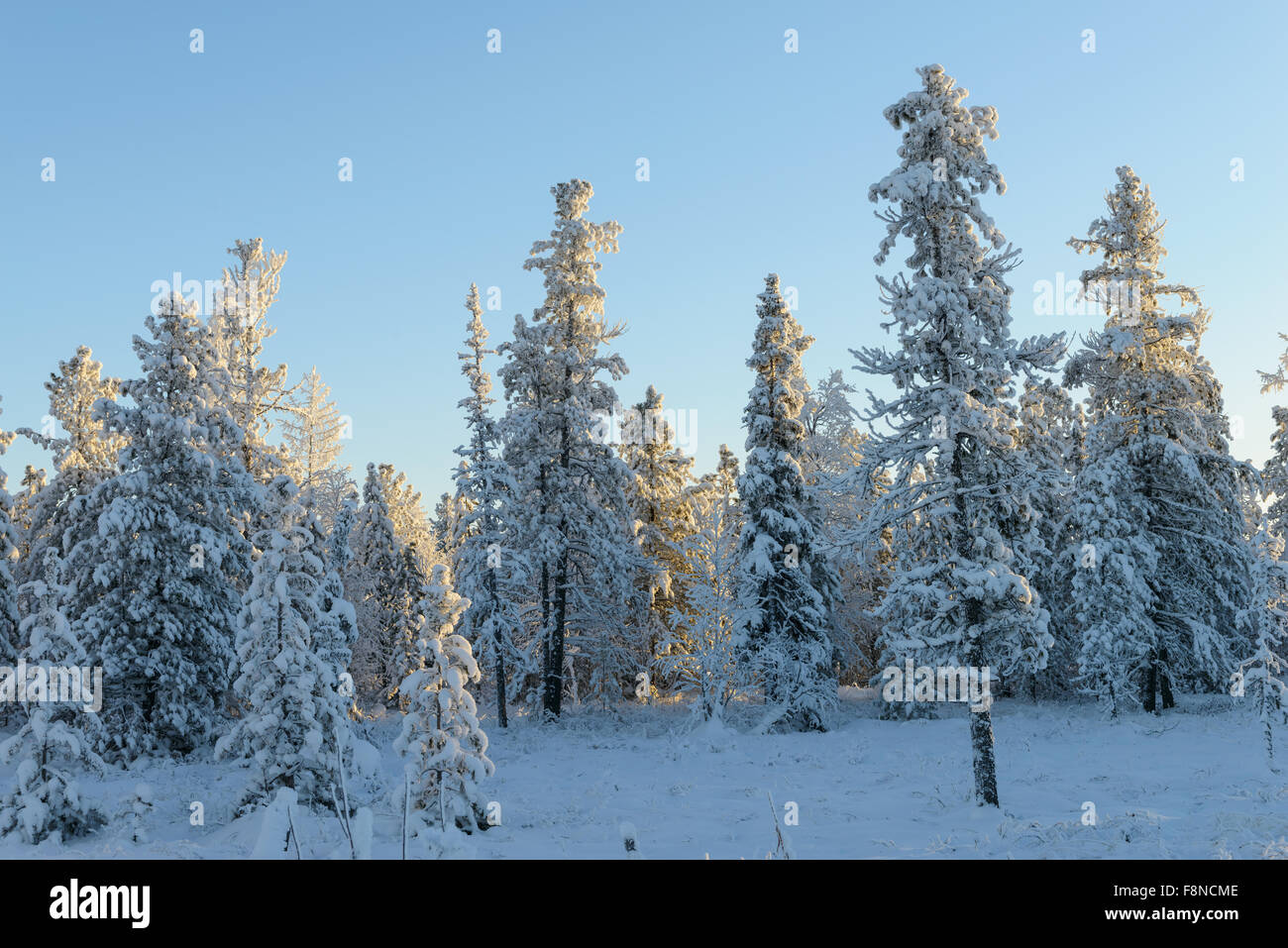 beautiful landscapes of the wild nature of the Yamal Peninsula, Russia ...