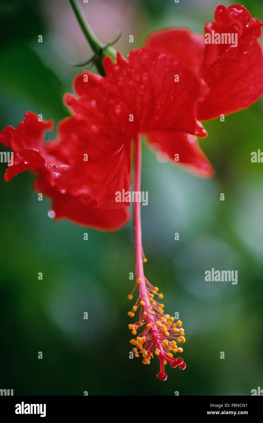 Fiji Islands, botanical, hibiscus blossom Stock Photo - Alamy