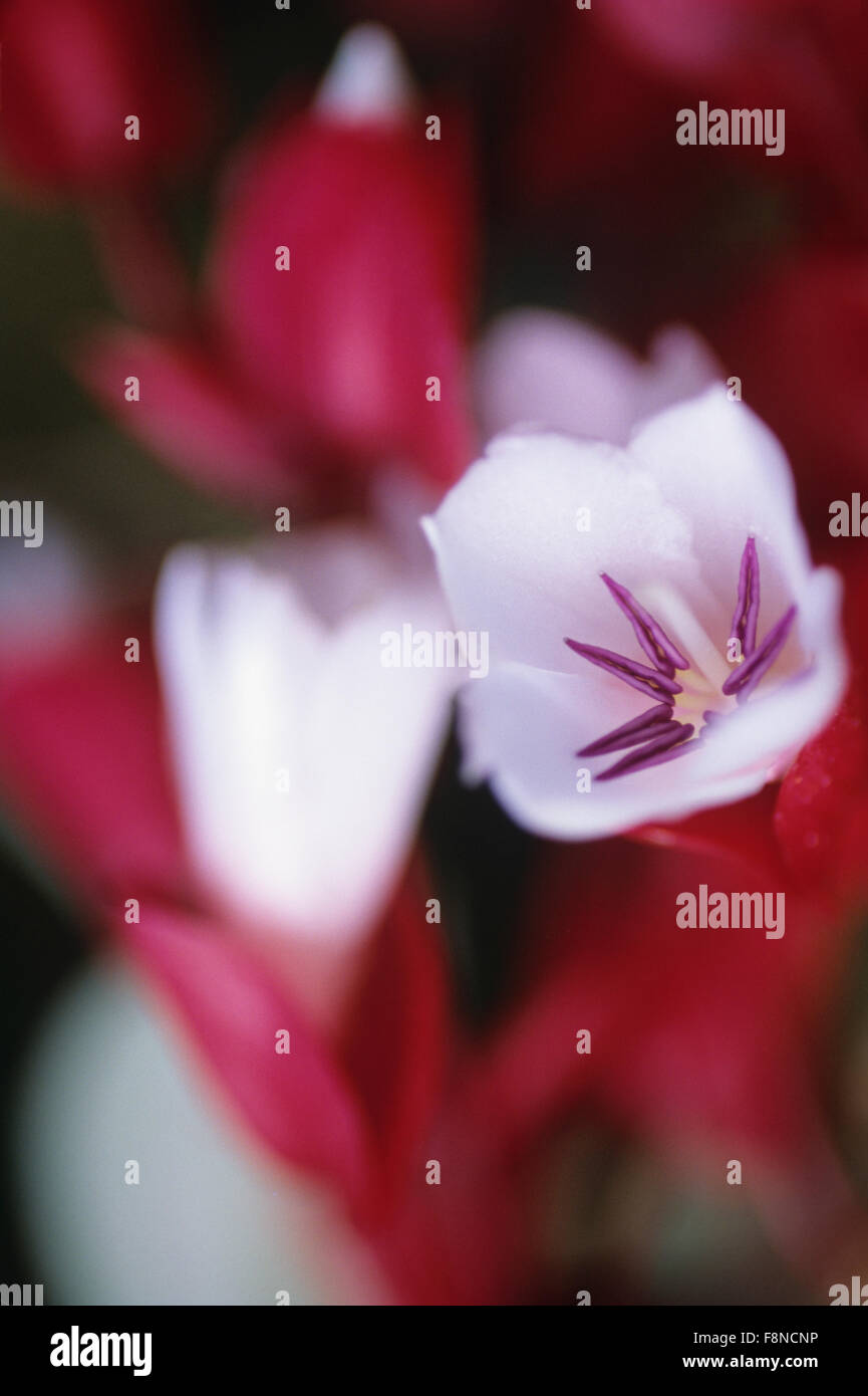 Fiji Islands, botanical, Tagimoucia Blossom, medinilla waterhousei, no ...