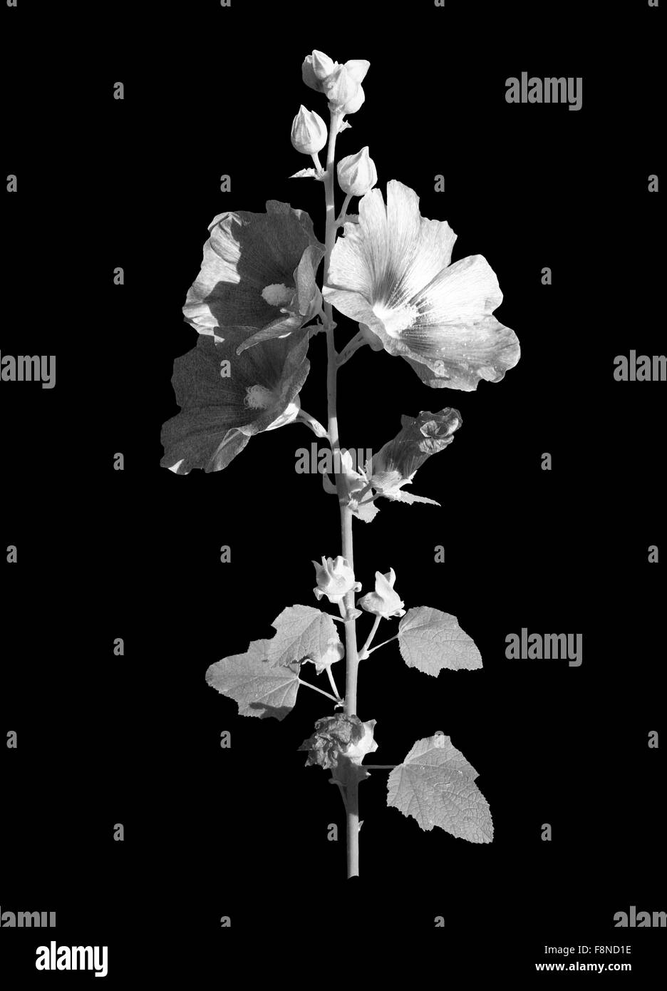 mallow flower on a black background Stock Photo - Alamy