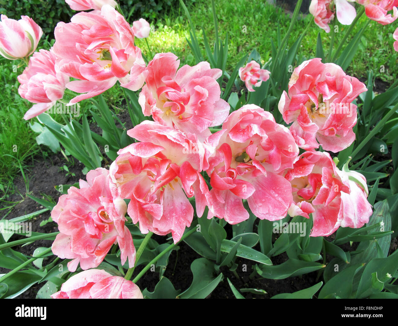 Shining tulips hi-res stock photography and images - Alamy
