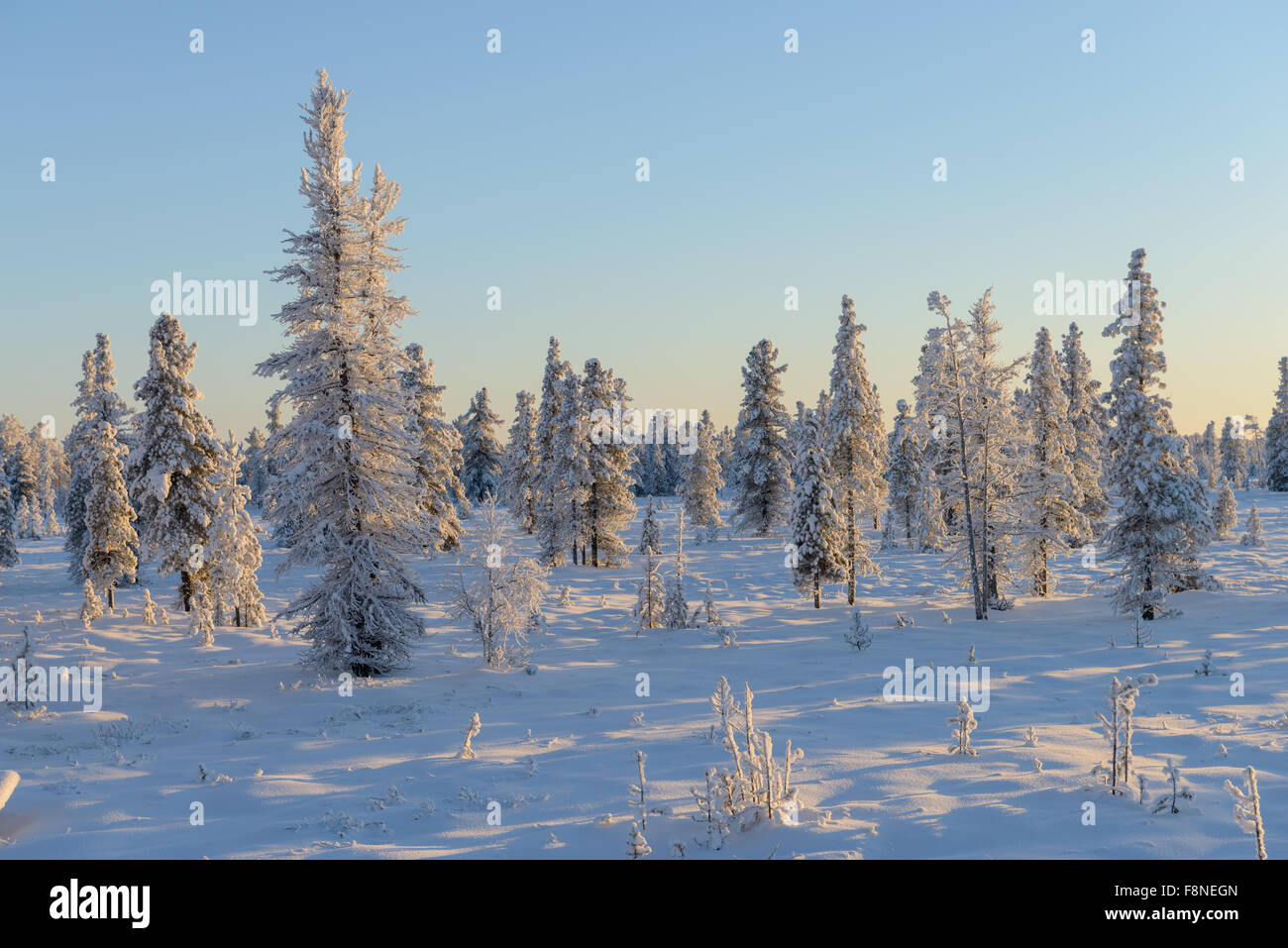 beautiful landscapes of the wild nature of the Yamal Peninsula, Russia ...