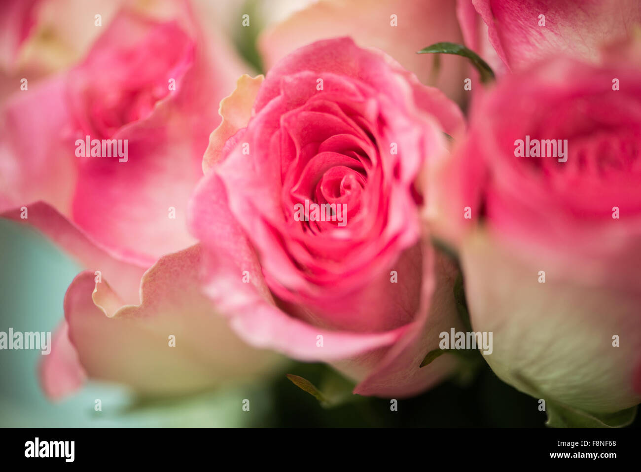 Nice roses in celebration concept Stock Photo - Alamy