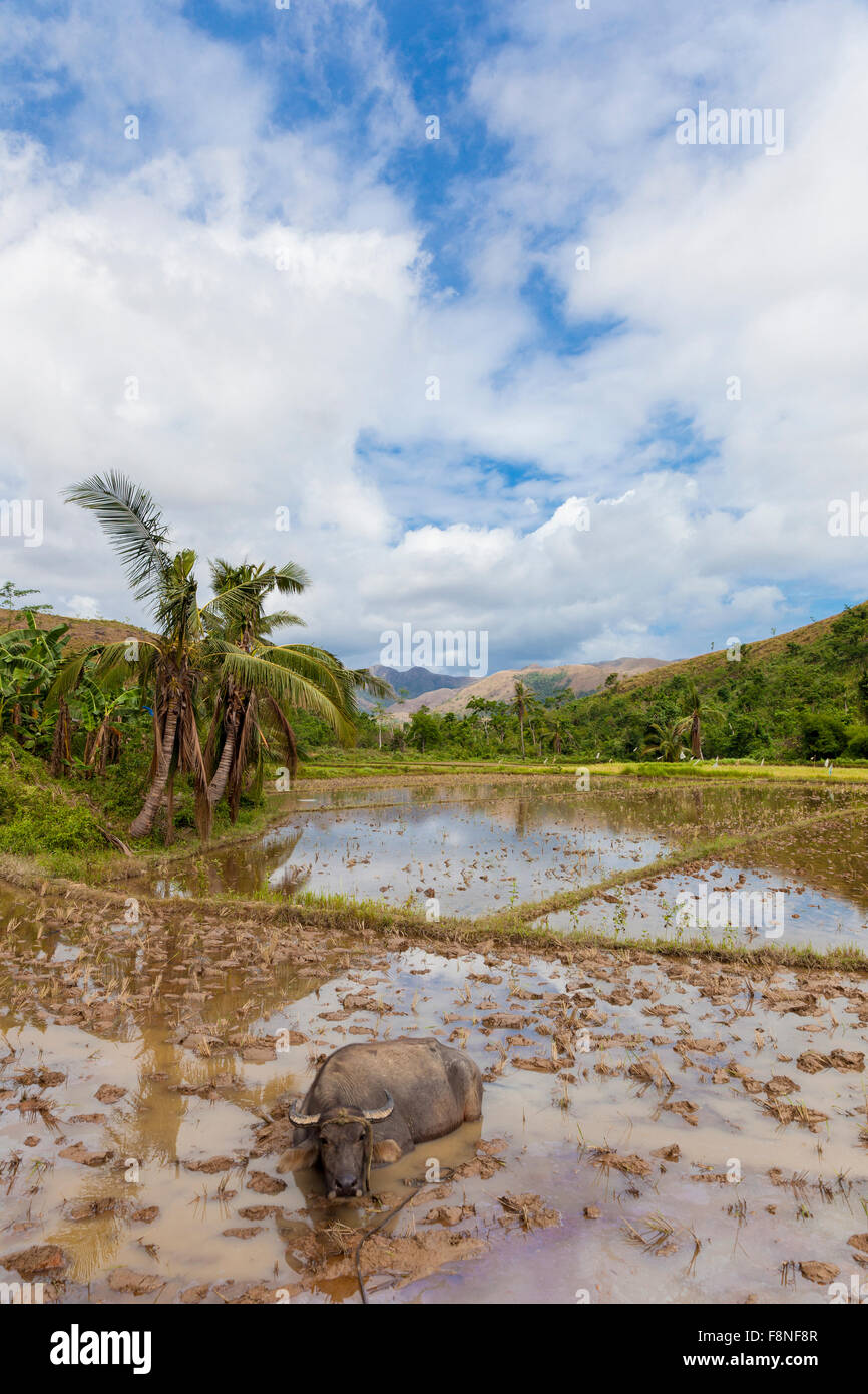 Philippines rice field hi-res stock photography and images - Alamy