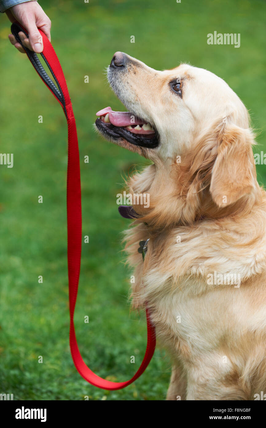 Obedience classes hi-res stock photography and images - Alamy