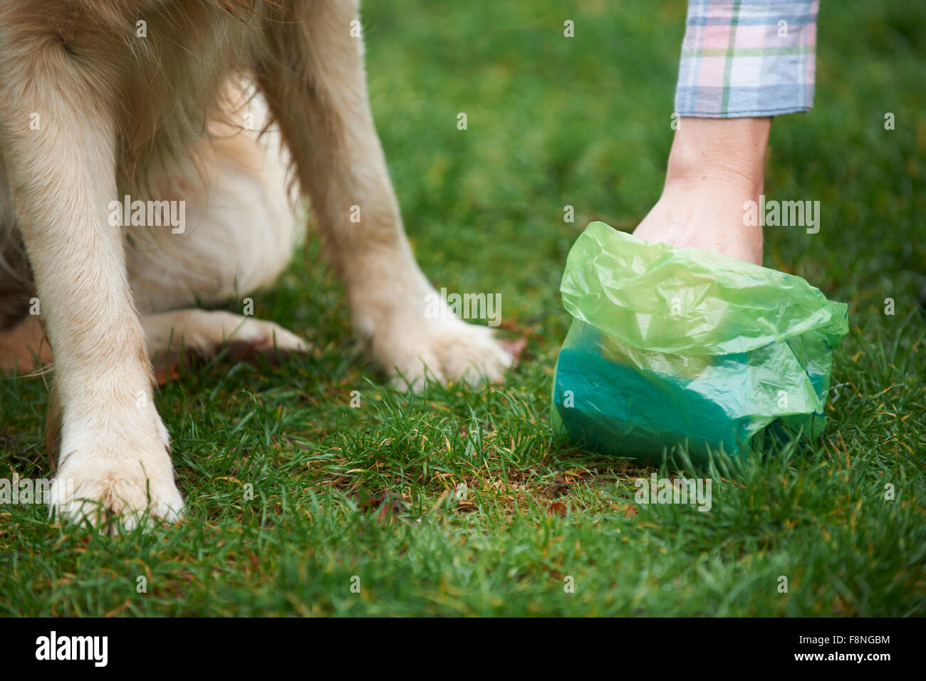 Golden Poo High Resolution Stock Photography and Images - Alamy