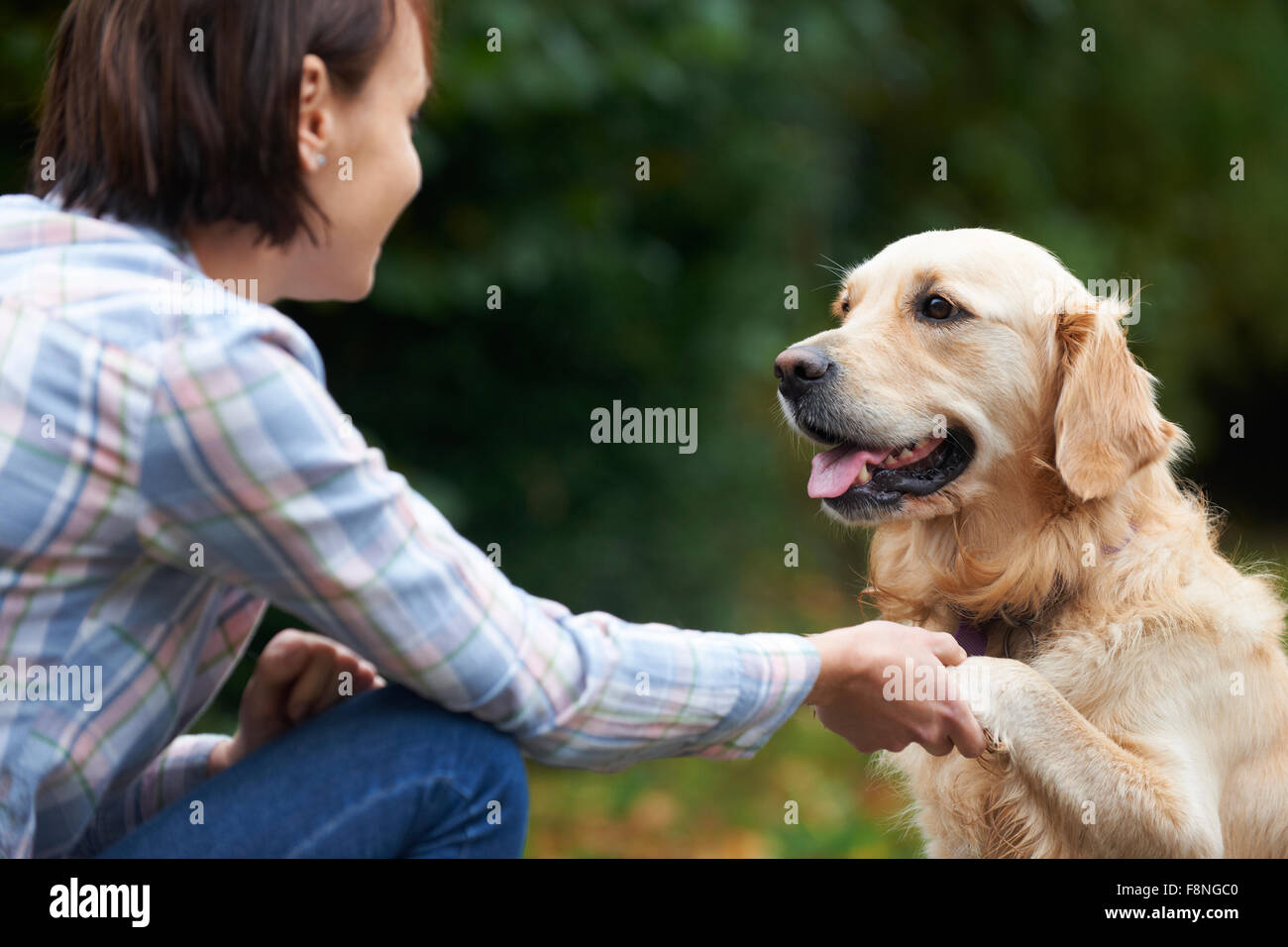 Pet Golden Retriever And Owner Playing Outside Together Stock Photo - Alamy