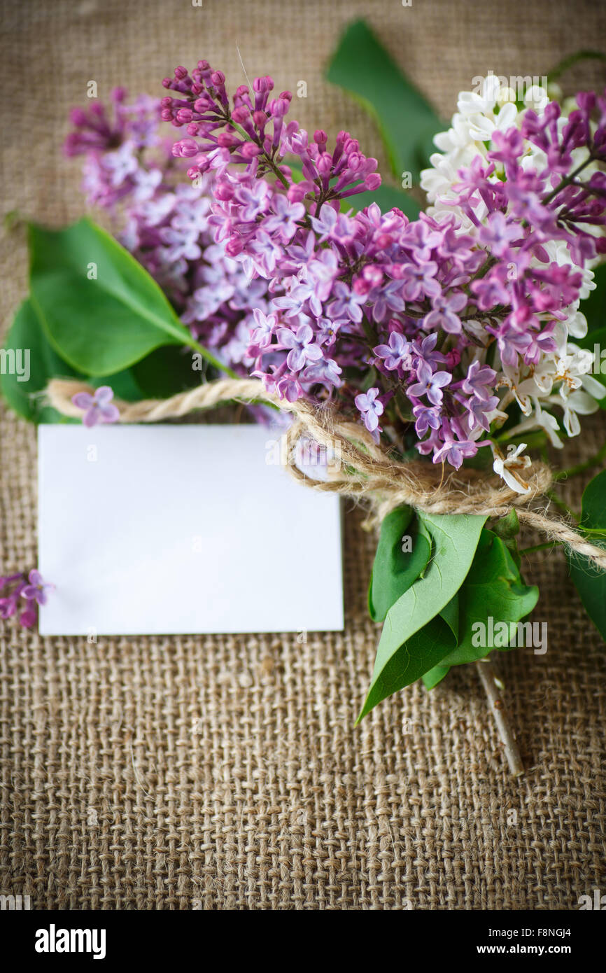 beautiful spring lilac Stock Photo - Alamy