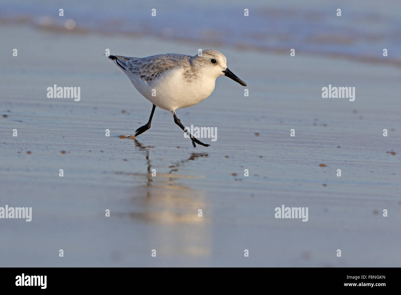 Sanderling in winter plumage running on a beach in Portugal Stock Photo ...