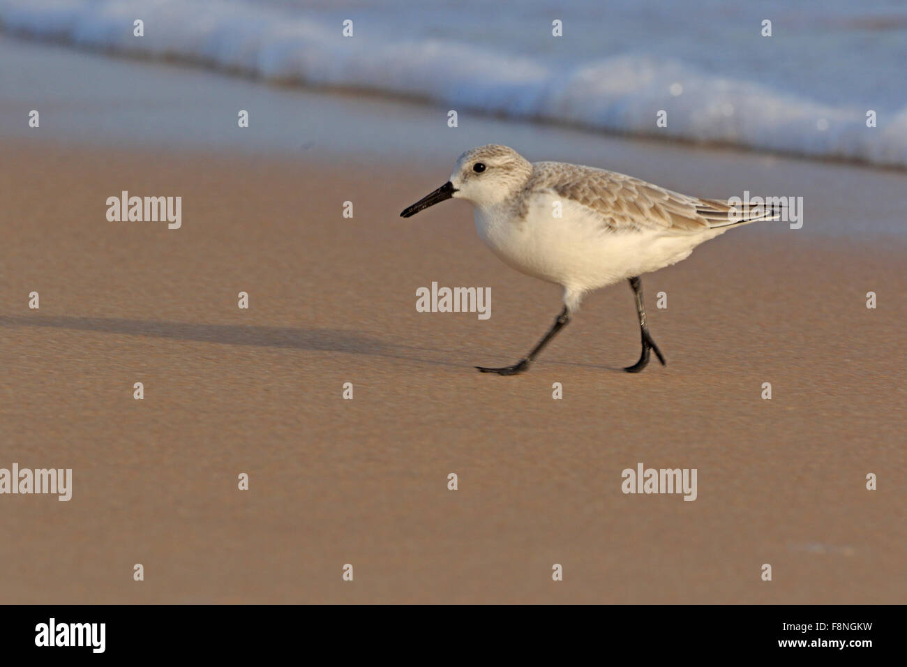Sanderling in winter plumage on a beach in Portugal Stock Photo - Alamy