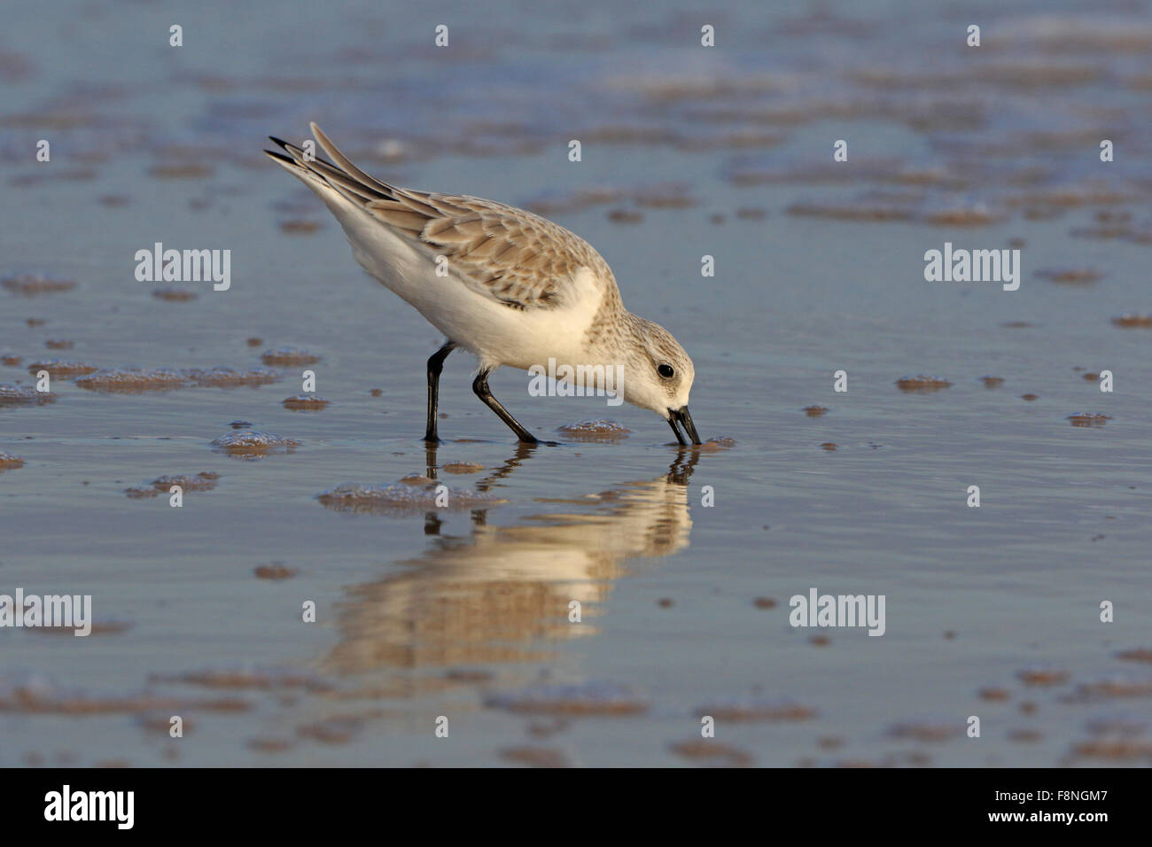 Sanderling in winter plumage feeding on a beach in Portugal Stock Photo ...