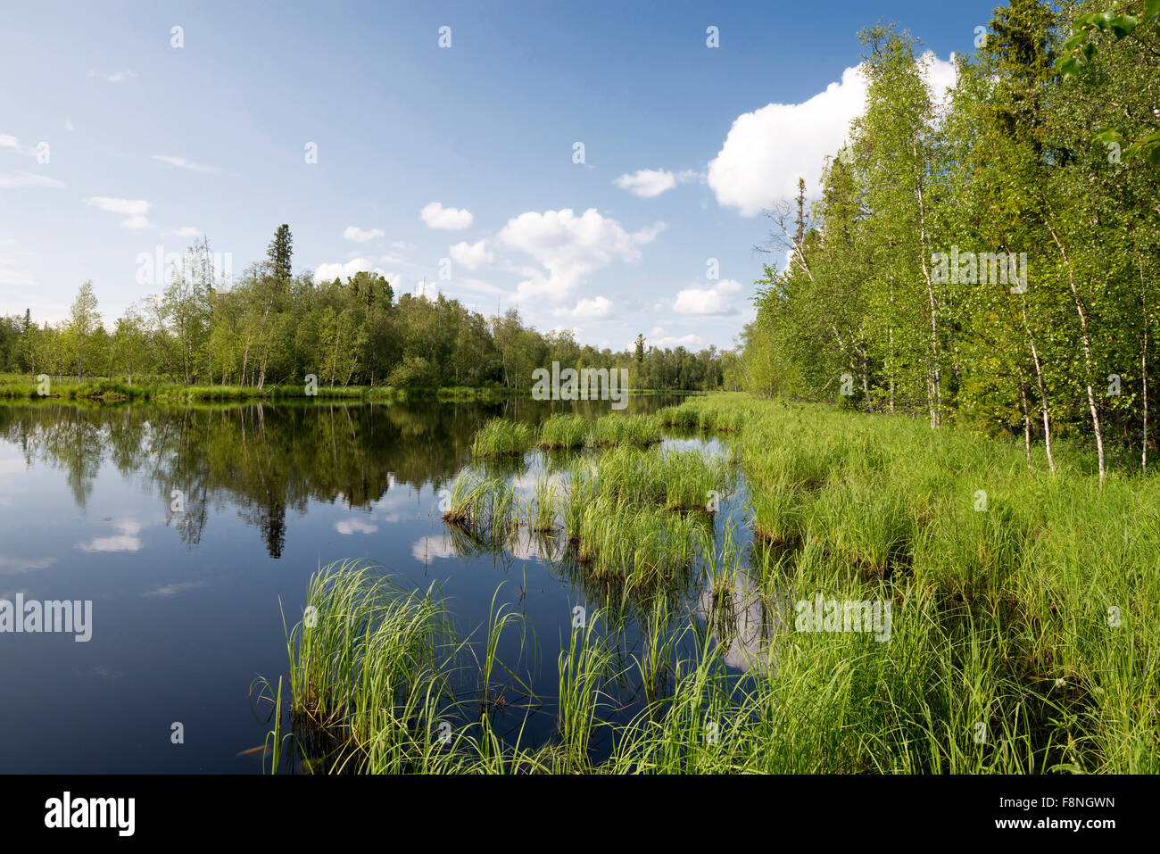 scenic forest lake, wild landscape Stock Photo - Alamy