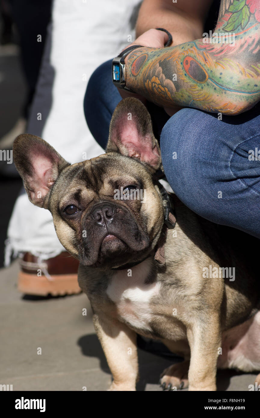 Quizzical dog and man's arm with colourful tattoos Stock Photo - Alamy