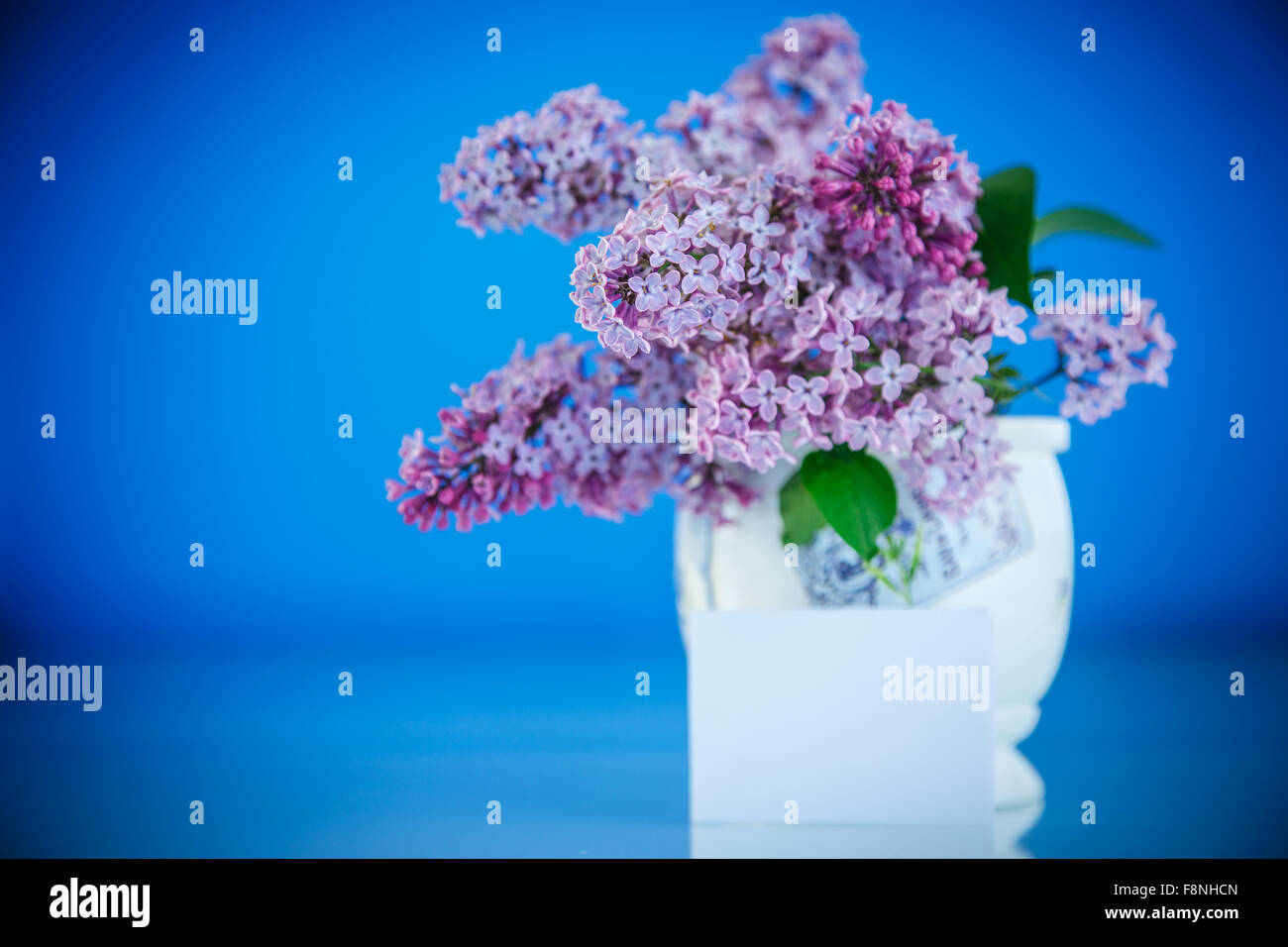 beautiful spring lilac Stock Photo - Alamy