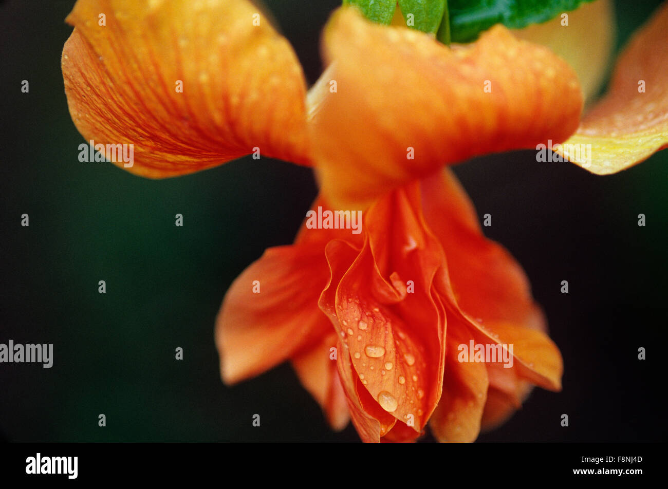 Fiji Islands, botanical, hibiscus blossom Stock Photo - Alamy