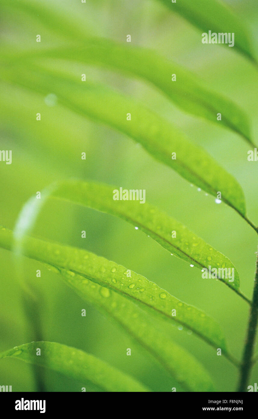 Fiji Islands, botanical, fern leaf after rain shower, close up detail ...