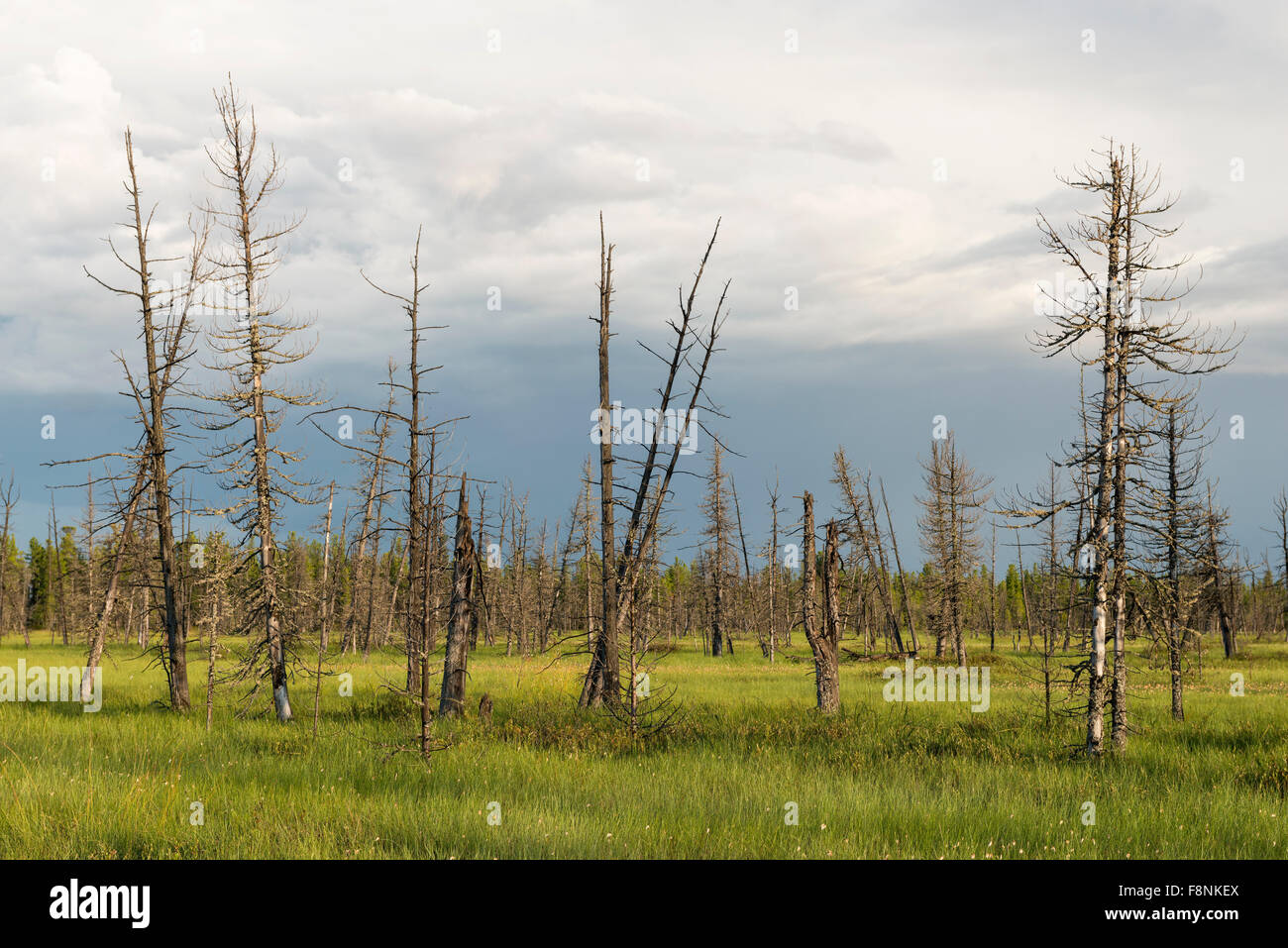 Siberia landscape trees hi-res stock photography and images - Alamy