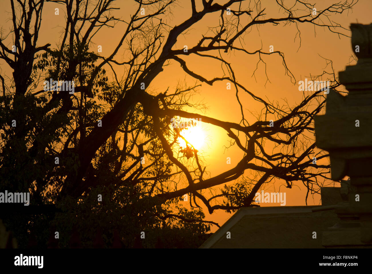 Sunset trough the tree branches Stock Photo - Alamy