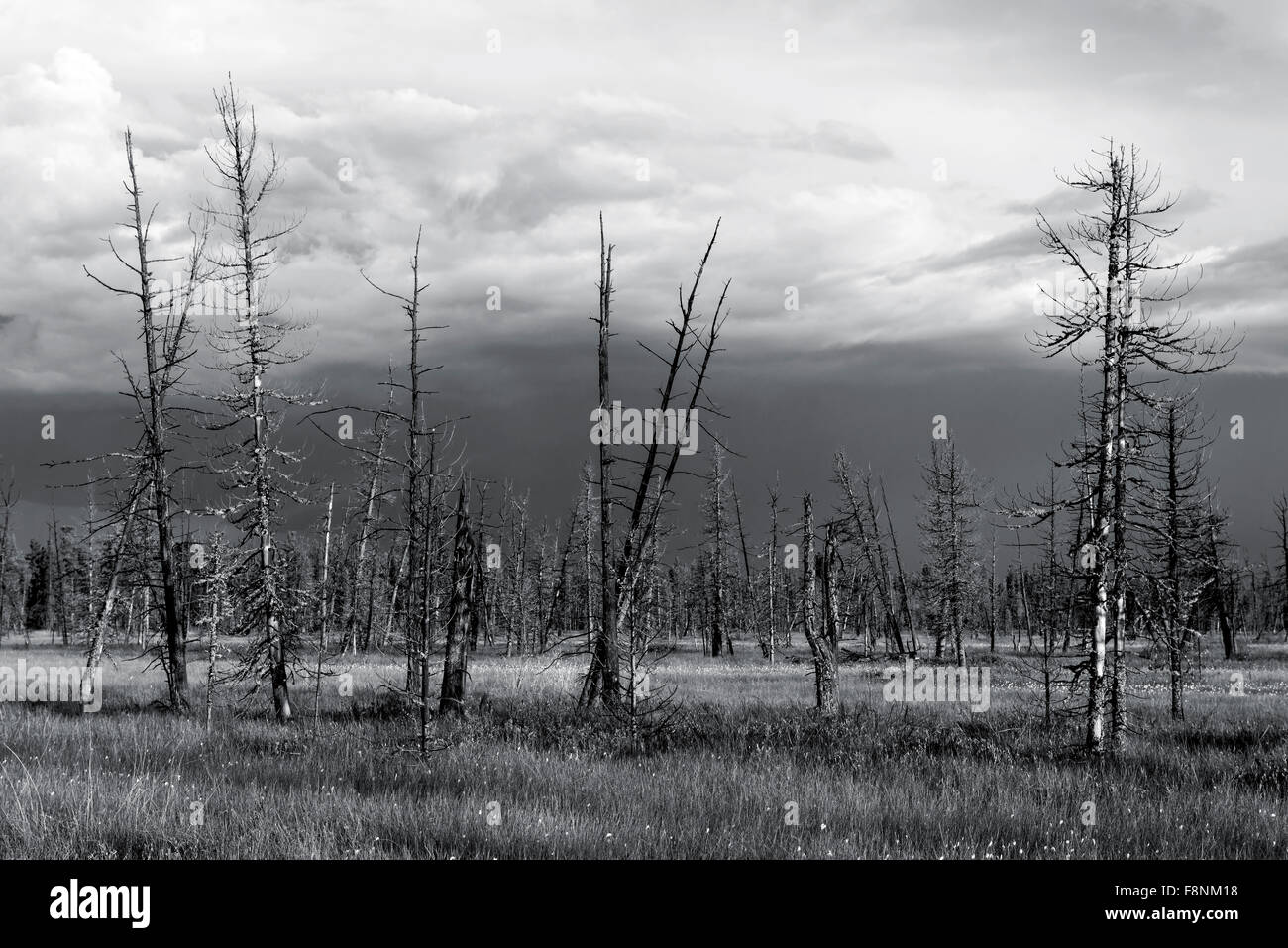 Swamp in the taiga hi-res stock photography and images - Alamy