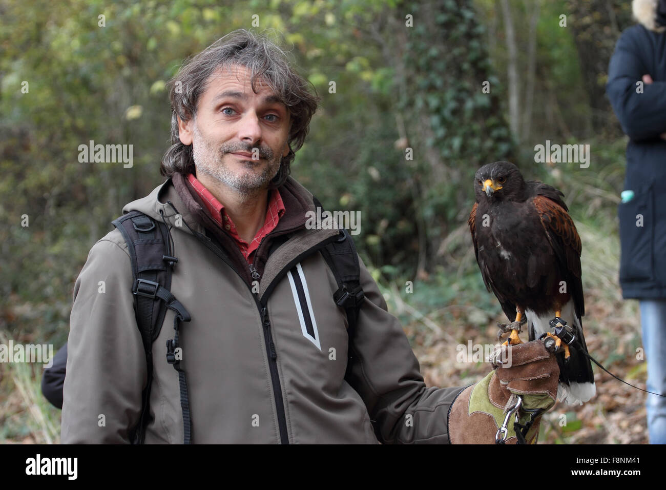 Harris's hawk, bird of prey falconry Stock Photo - Alamy
