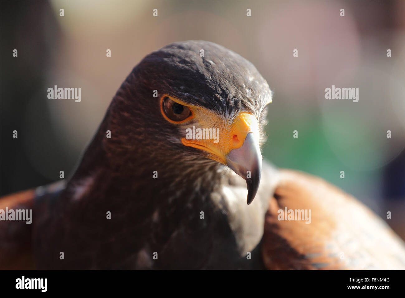 Harriss hawk parabuteo unicinctus birds hi-res stock photography and ...