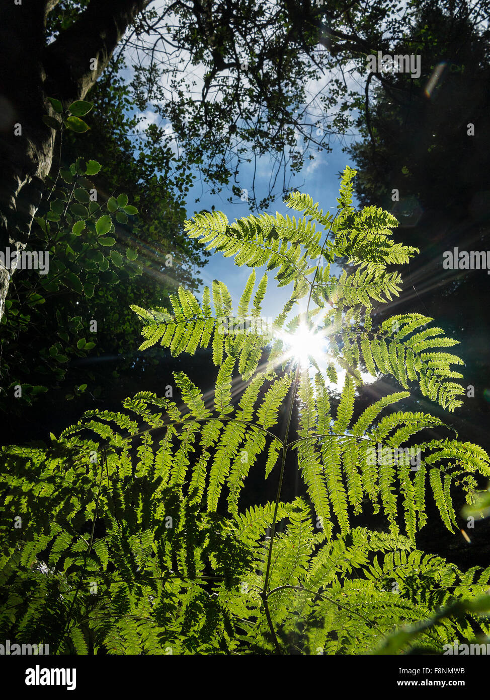 Marbury Country Park Stock Photos & Marbury Country Park Stock Images ...