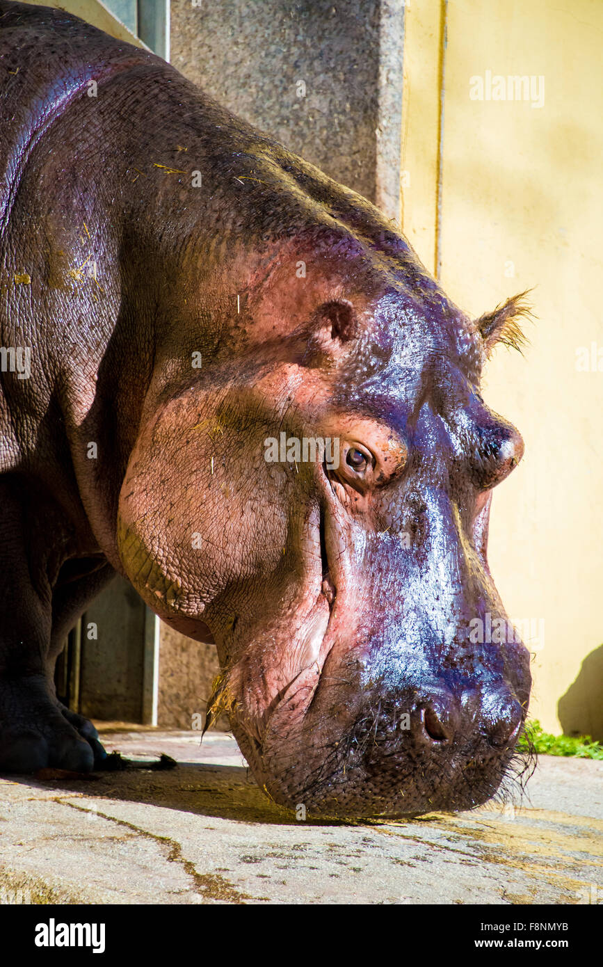 Hippo under the bright summer sun Stock Photo - Alamy