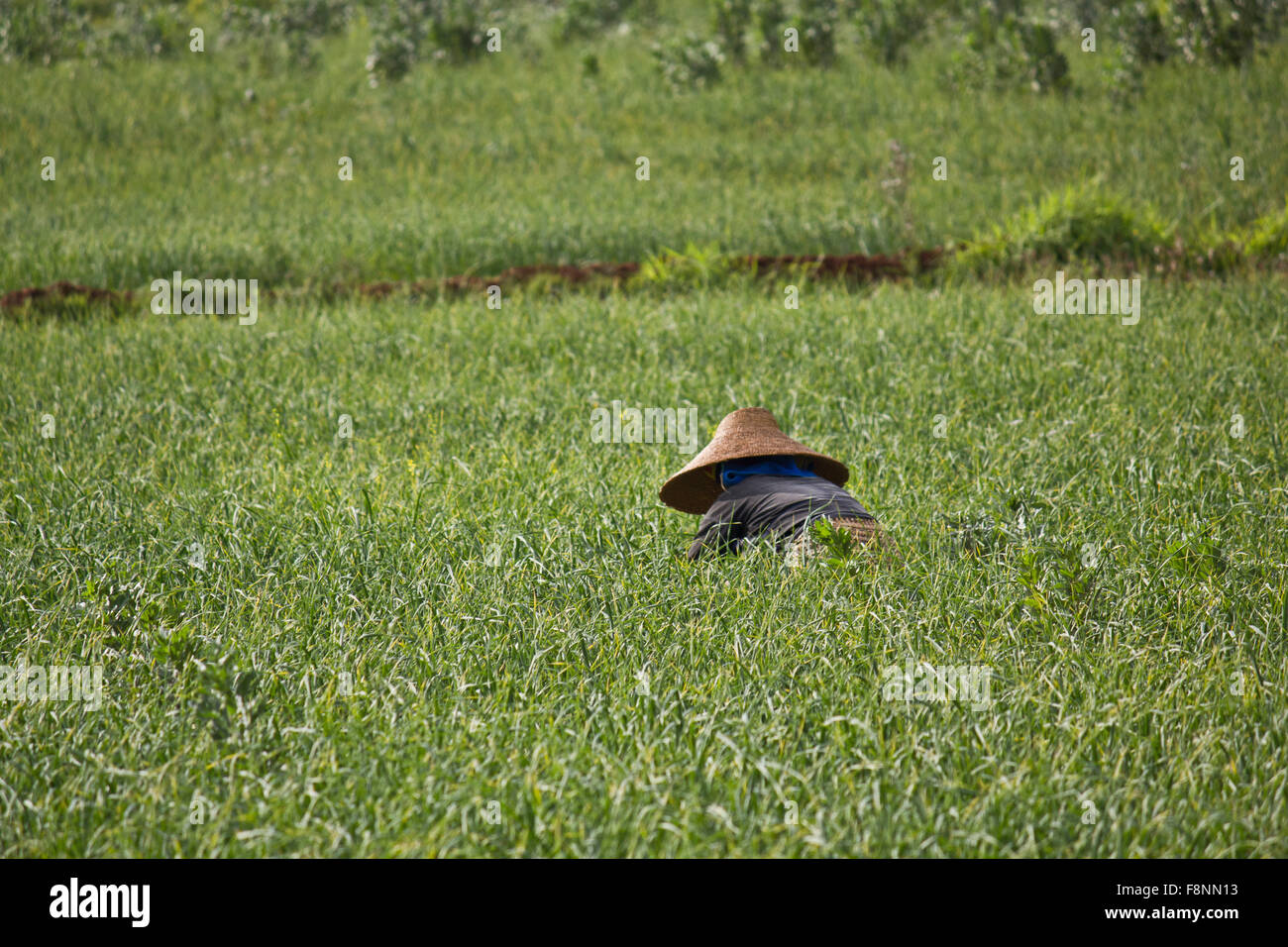 Myanmar shan state girl hi-res stock photography and images - Alamy