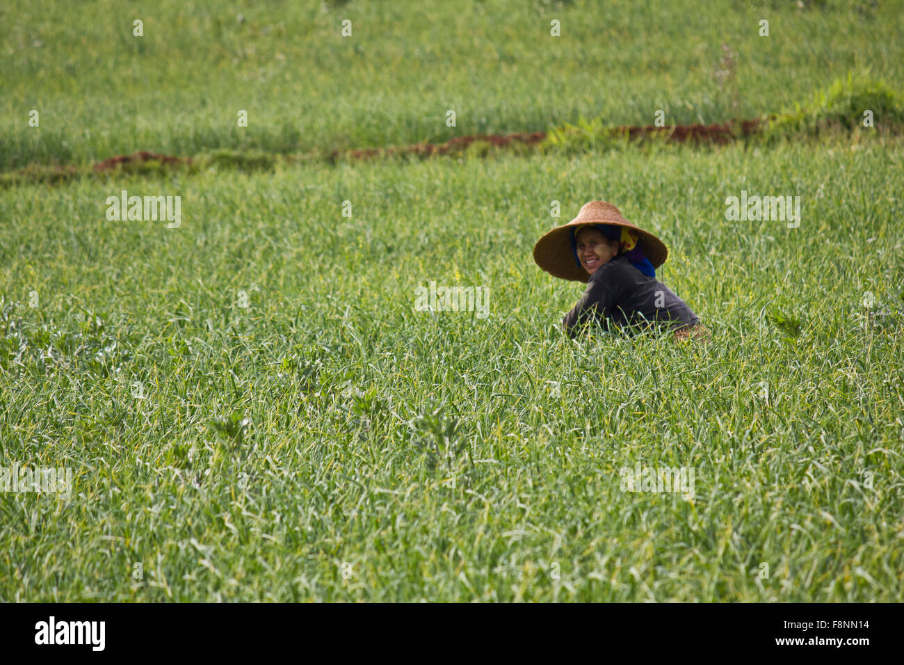 Cultivating Rice in the Shan State, Myanmar Stock Photo - Alamy