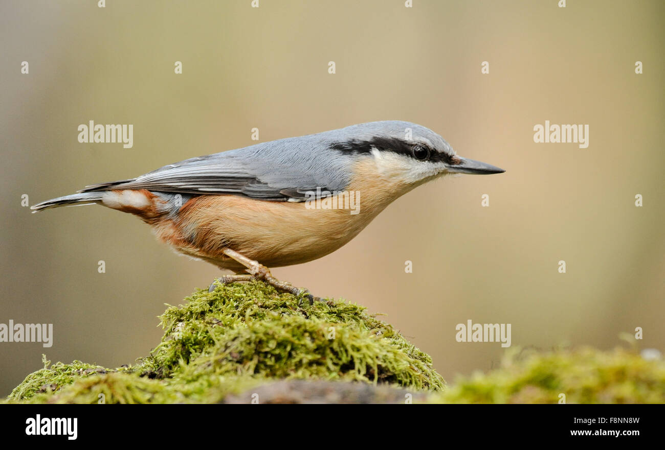 Eurasian Nuthatch (Sitta europaea Stock Photo - Alamy