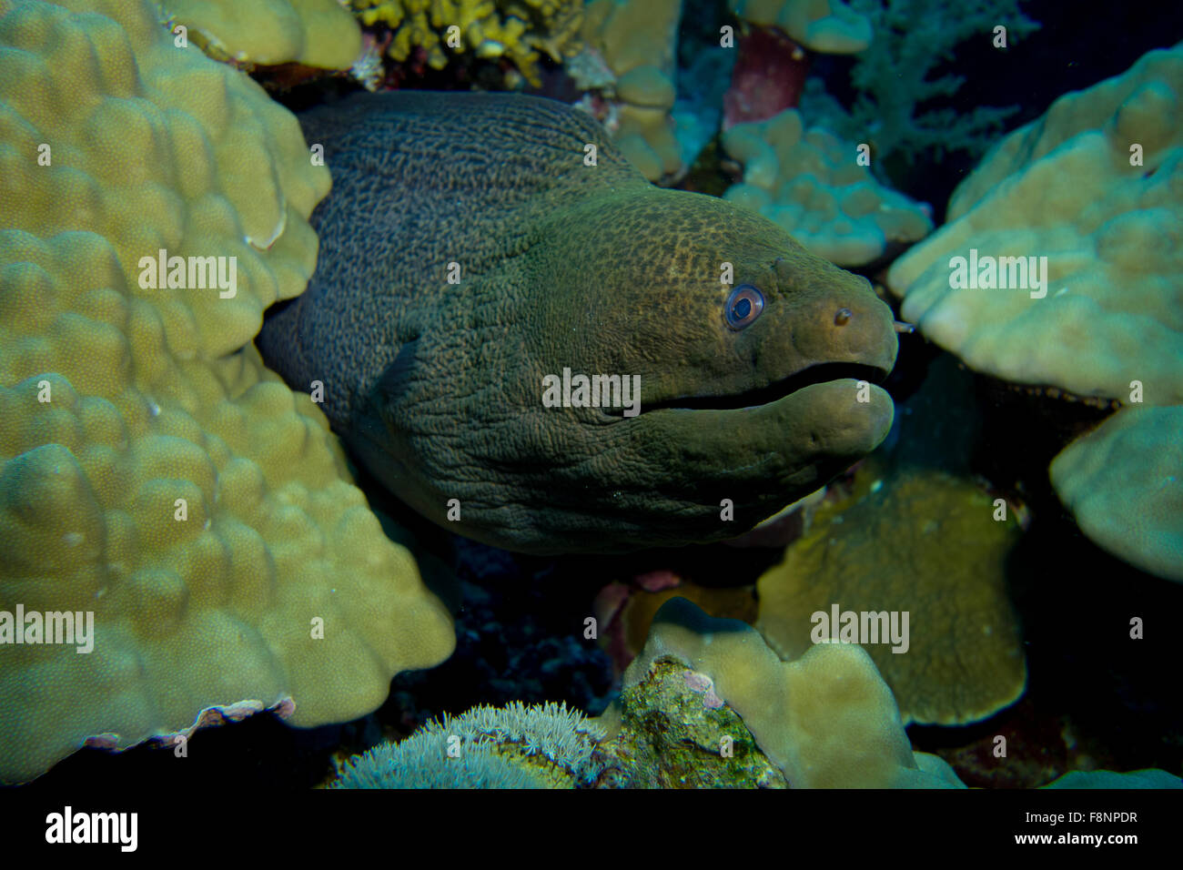 Giant moray eel, Gymnothorax javanicus, in a coral reef, South Red Sea ...