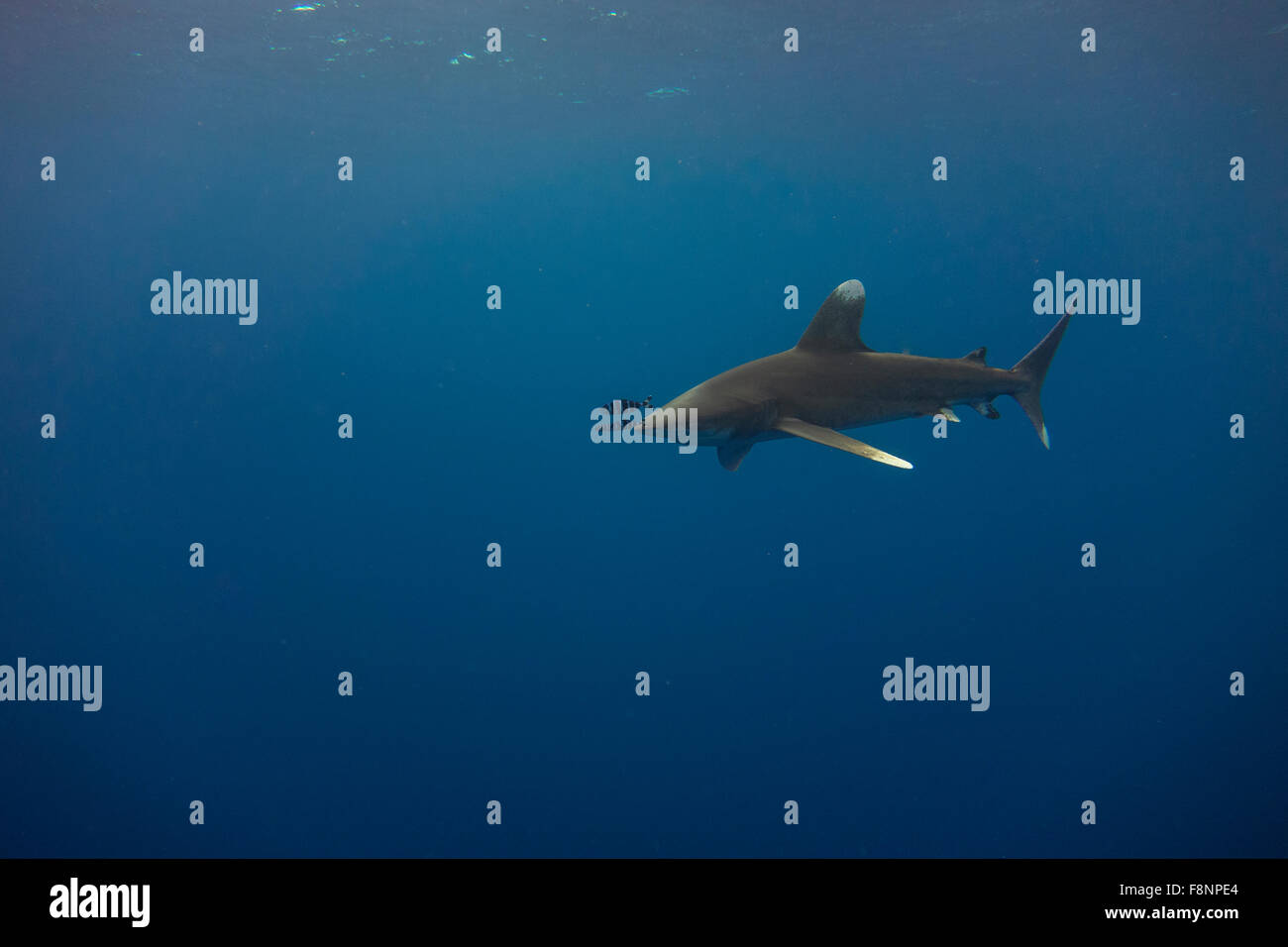 Oceanic whitetip shark, Carcharhinus longimanus, from Elphinestone, Red ...