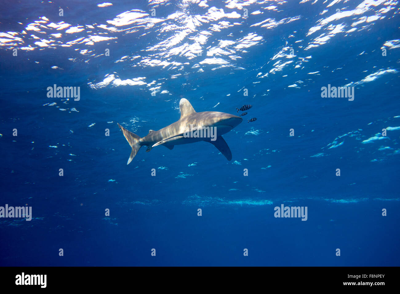 Oceanic whitetip shark, Carcharhinus longimanus, from Elphinestone, Red ...