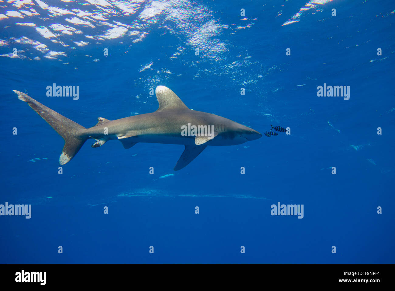 Oceanic whitetip shark, Carcharhinus longimanus, from Elphinestone, Red ...