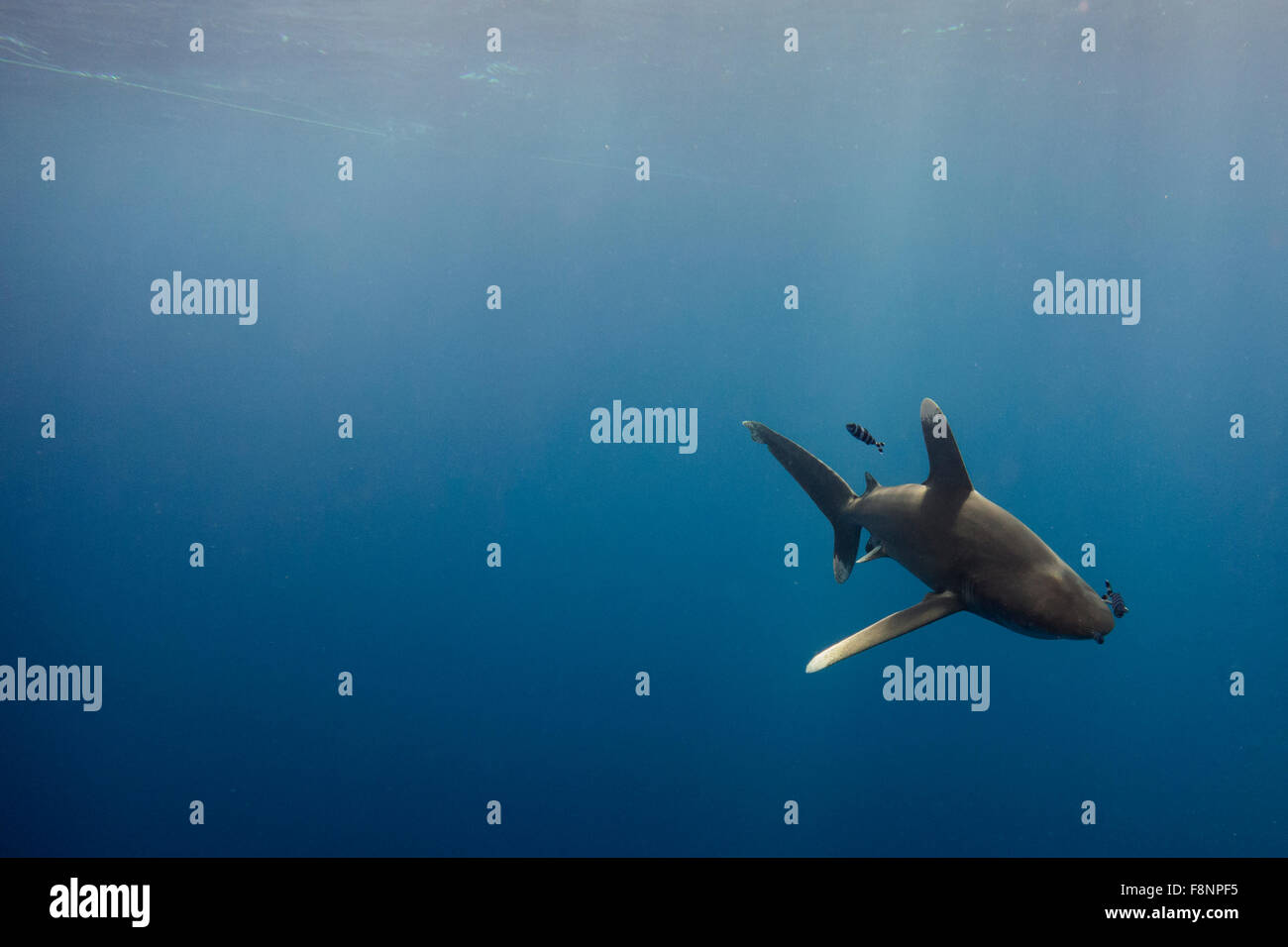 Oceanic whitetip shark, Carcharhinus longimanus, from Elphinestone, Red ...