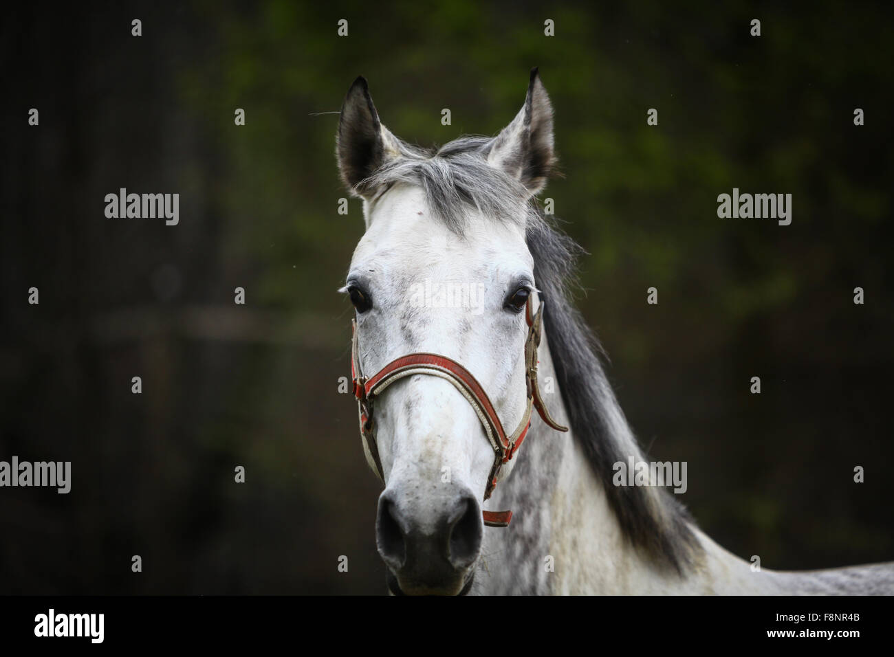 Color image of a lonely gray horse Stock Photo - Alamy