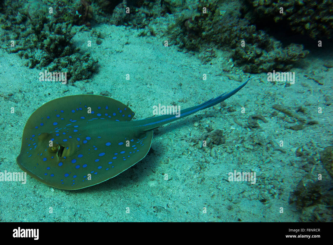 Rays fish hi-res stock photography and images - Alamy