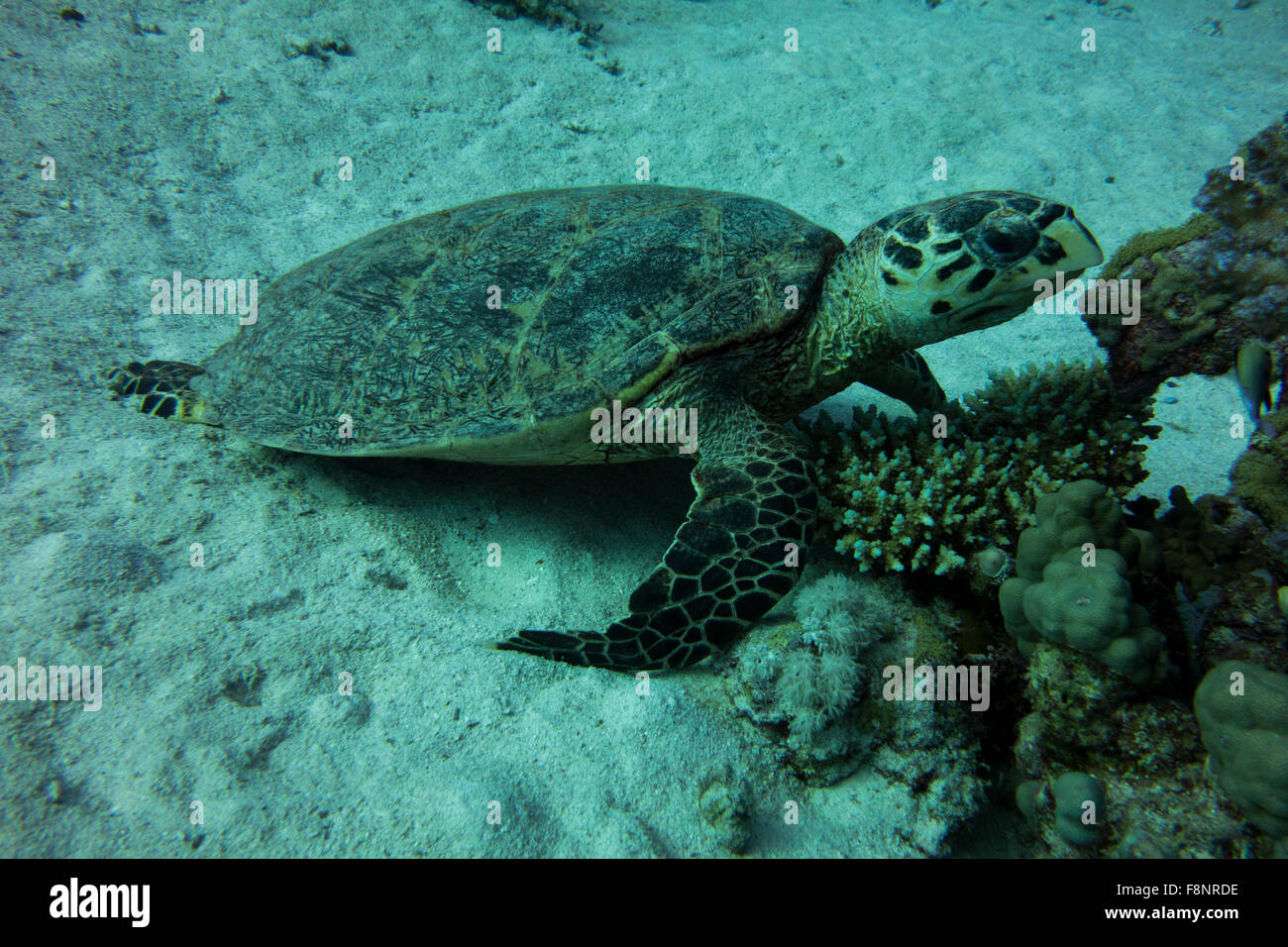 Loggerhead turtle, Caretta caretta, from the Red Sea, Egypt, swimming ...