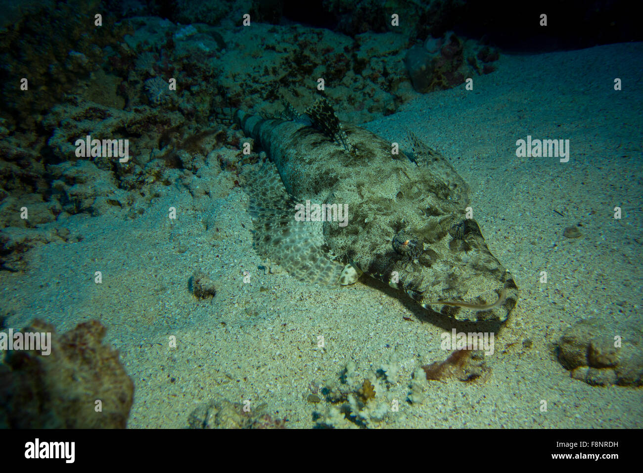 Flathead fish hi-res stock photography and images - Alamy