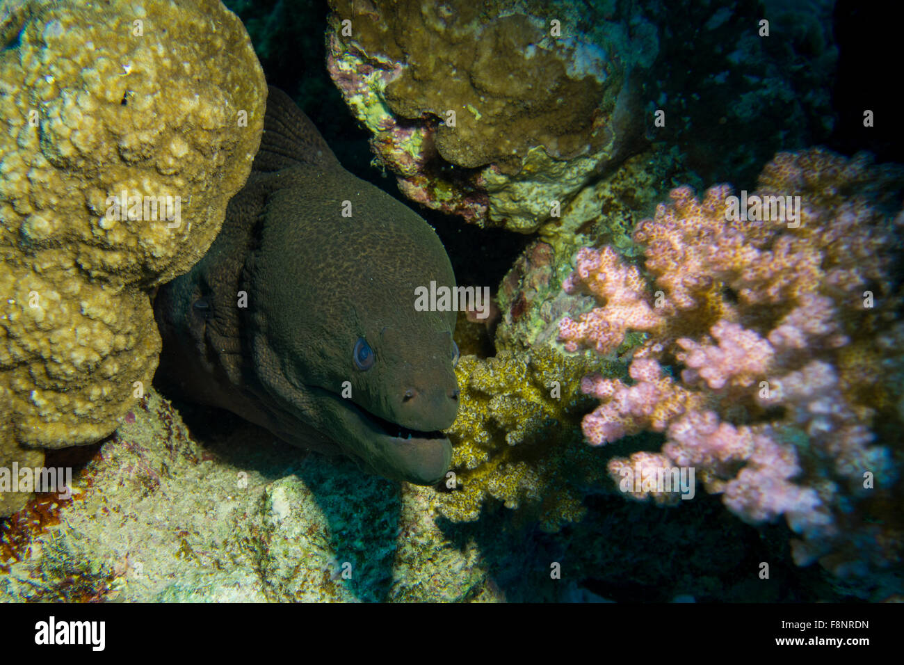 Giant moray eel, Gymnothorax javanicus, in a coral reef, South Red Sea ...