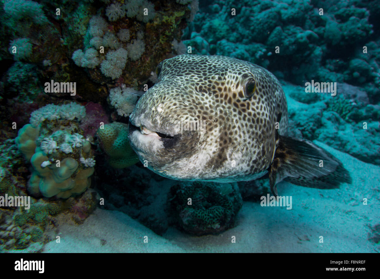 Starry puffer fish, Arothron stellatus, from the Red Sea, Egypt Stock ...
