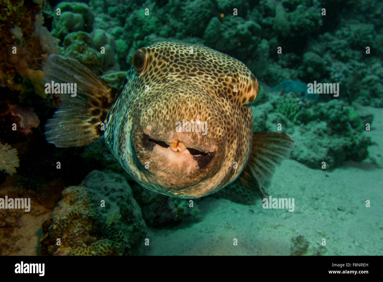 Starry puffer fish, Arothron stellatus, from the Red Sea, Egypt Stock ...
