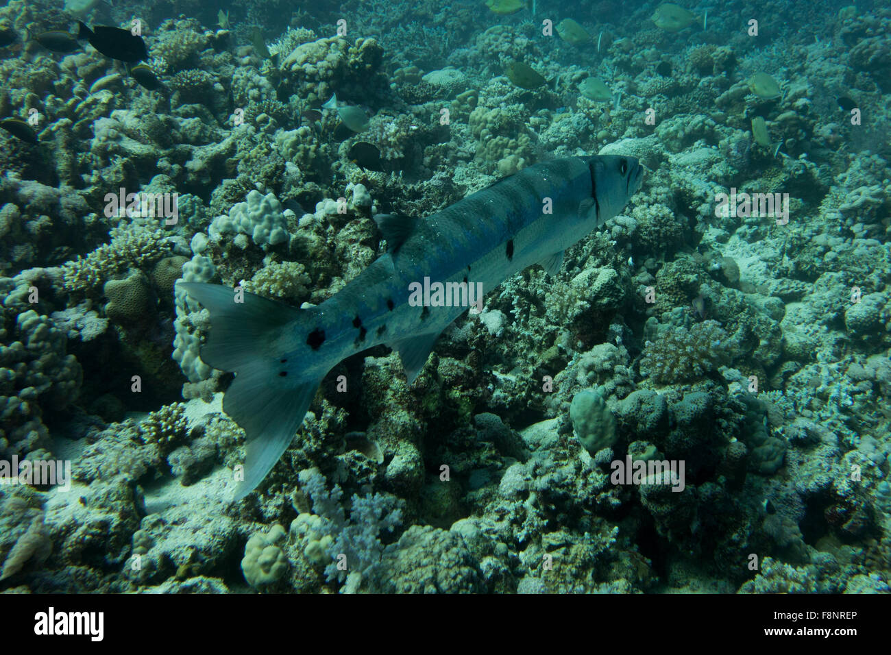 Great Barracuda, Sphyraena barracuda, in a coral reef in the Southern ...