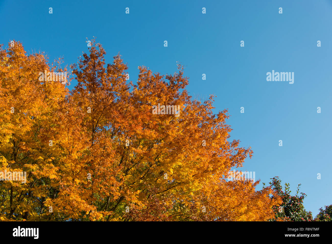 Trees during bright autumn day Stock Photo - Alamy