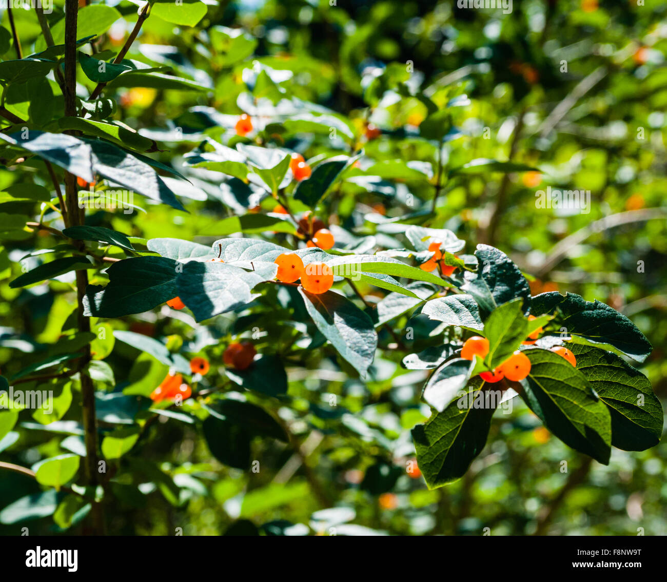 Small orange berries hi-res stock photography and images - Alamy