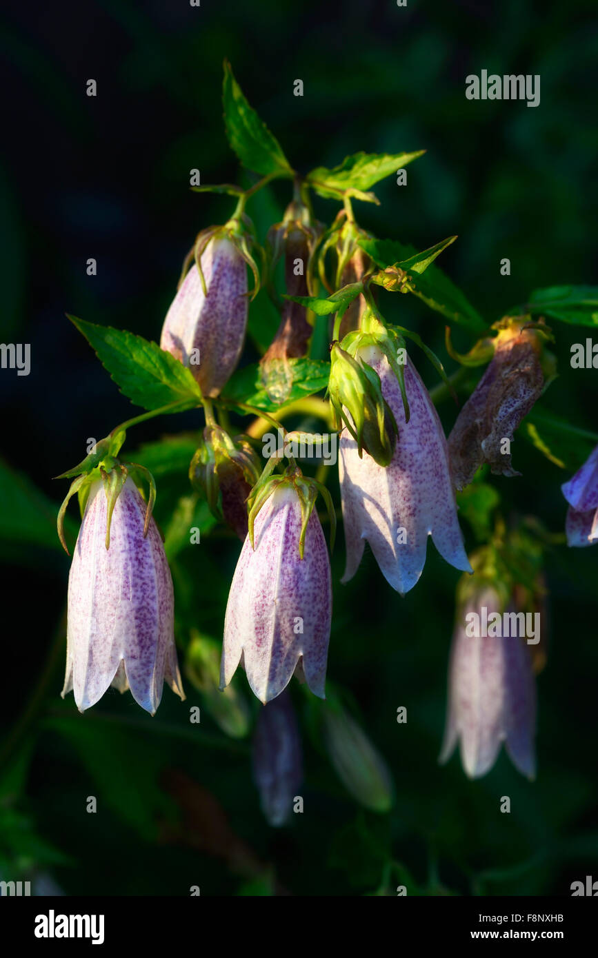 backlit sunset Campanula takesimana Elizabeth bellflower pink flowers ...